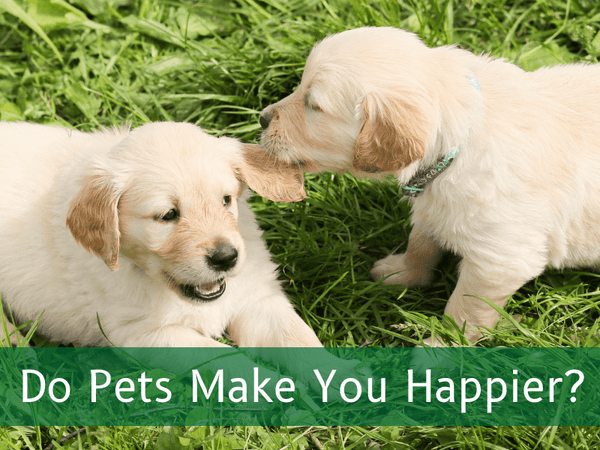 Do Pets Make You Happier? – Lifetones