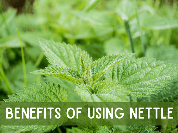 Benefits of Using Nettle – Lifetones